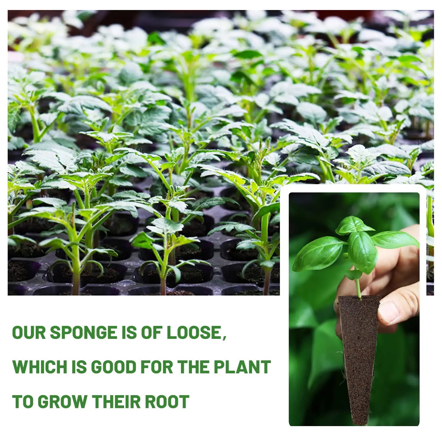 BowLift | WurzelWunder Planting Sponges 50 Pieces | Replacement Growth ...